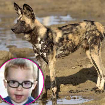 Toddler Who Died At Pittsburgh Zoo Was Killed By African Painted Dogs ...