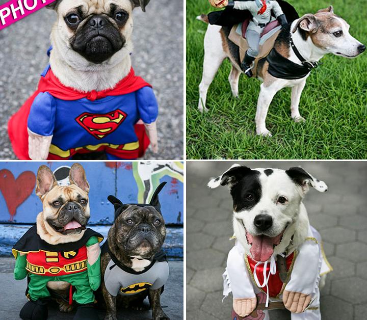 Costumed Canines! 20 Adorable Dogs Dressed Up For Halloween