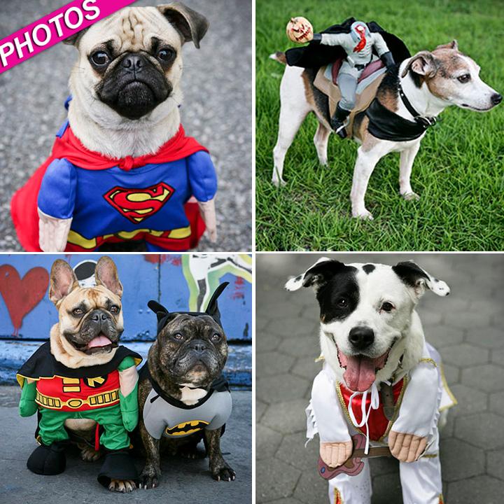 Costumed Canines! 20 Adorable Dogs Dressed Up For Halloween