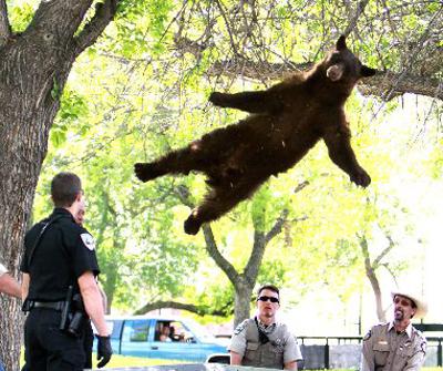 ‘Falling Bear’ Killed By Cars A Week After Photo Goes Viral