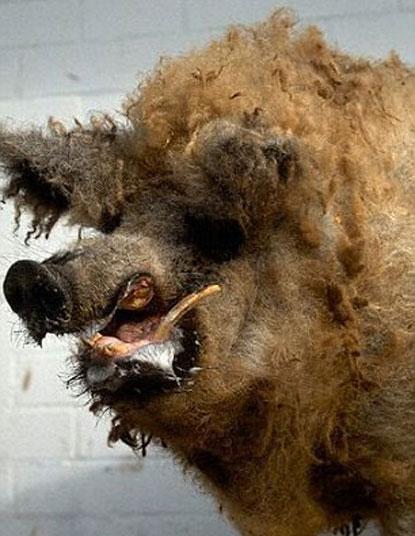 Bad Taxidermy – See The Shocking Pics!