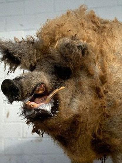 Bad Taxidermy – See The Shocking Pics!
