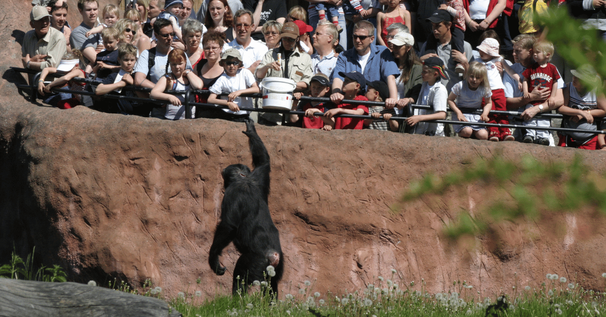 Chimps Escape Enclosure At Swedish Zoo, 3 Fatally Shot
