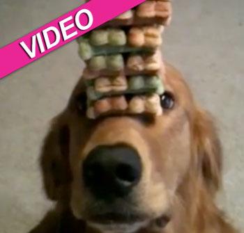 Biscuit-Balancing Retriever Proves You Can Teach An Old Dog New Tricks!