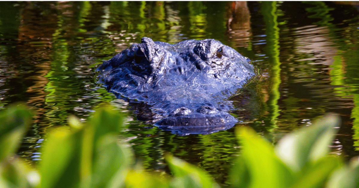 Florida Man Who Lost Arm To Alligator Recalls How Attack Happened