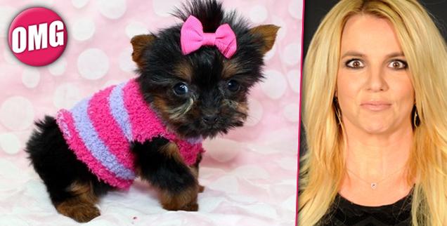 She's Got Expensive Taste! Britney Spears Shops For New $5,000 Yorkie Puppy