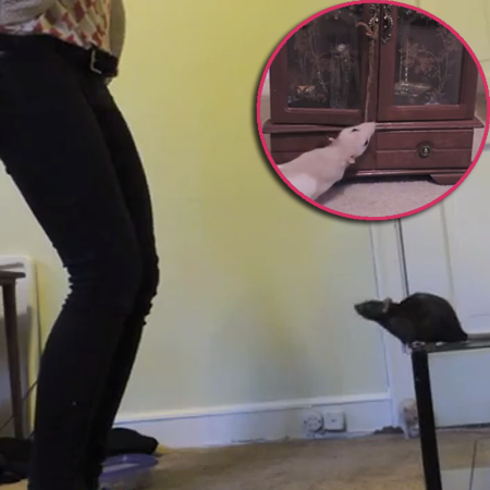 Beat That Mickey Mouse! Watch 15 Incredible Rat Tricks!