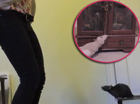 Beat That Mickey Mouse! Watch 15 Incredible Rat Tricks!