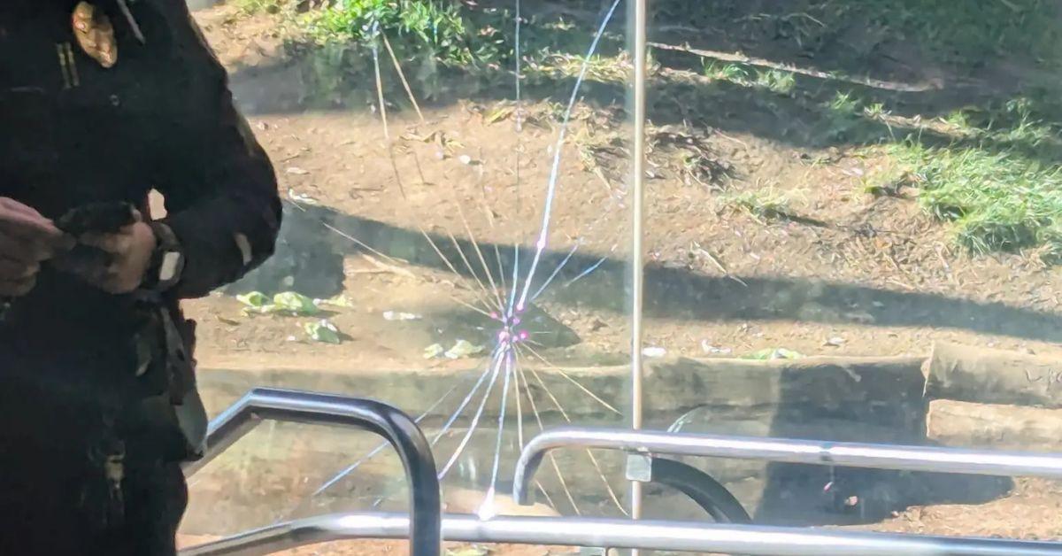 Video: Massive Gorilla Breaks Glass Wall of San Diego Zoo Enclosure