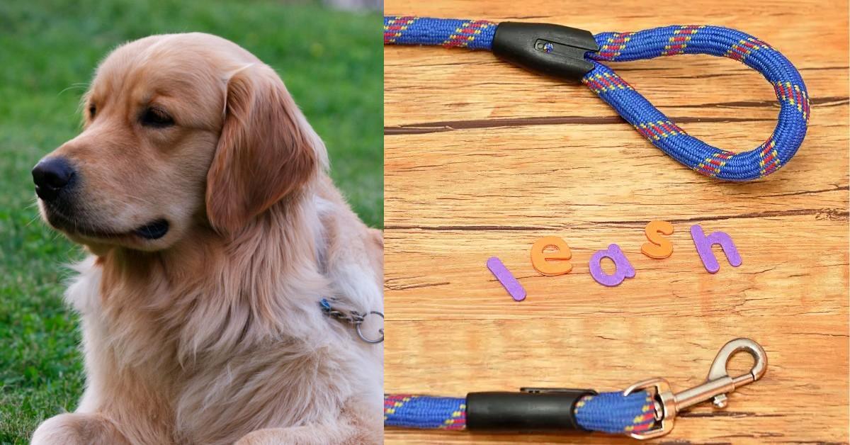 Wisconsin Politician Caught Strangling Golden Retriever Dog With Leash