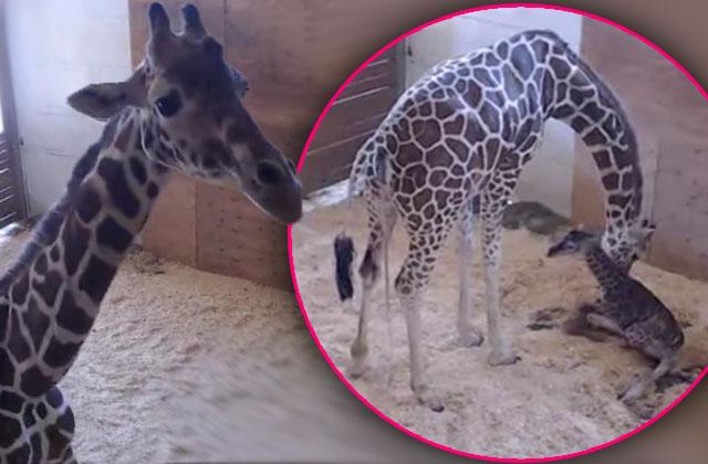 [VIDEO] April The Giraffe Finally Gives Birth — Watch It Here!